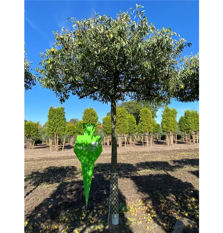 Pyrus elaeagrifolia 'Silver Sail' - Collection