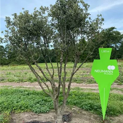 Quercus ilex - Collection, Stein-Eiche