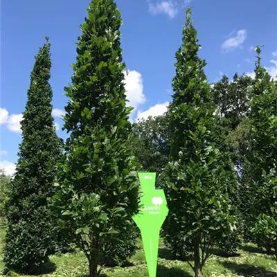 Quercus warei 'Wind Candle' - Collection, Eiche warei 'Wind Candle'