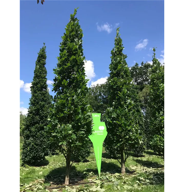 Quercus warei 'Wind Candle' - Collection, Eiche warei 'Wind Candle'