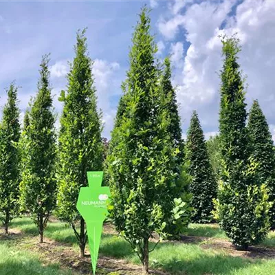 Quercus warei 'Wind Candle' - Collection, Eiche warei 'Wind Candle'