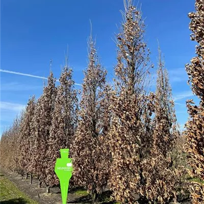 Quercus warei 'Wind Candle' - Collection, Eiche warei 'Wind Candle'