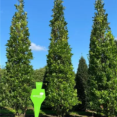 Quercus warei 'Wind Candle' - Collection, Eiche warei 'Wind Candle'