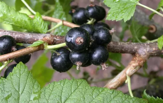 Ribes nigrum 'Schwarze Perle' CAC - Collection, Schwarze Johannisbeere ...