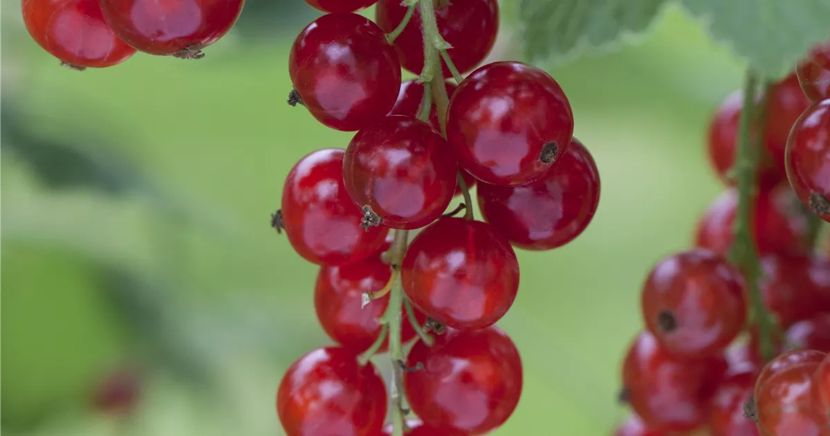 Ribes rubrum - Collection, Rote Johannisbeere