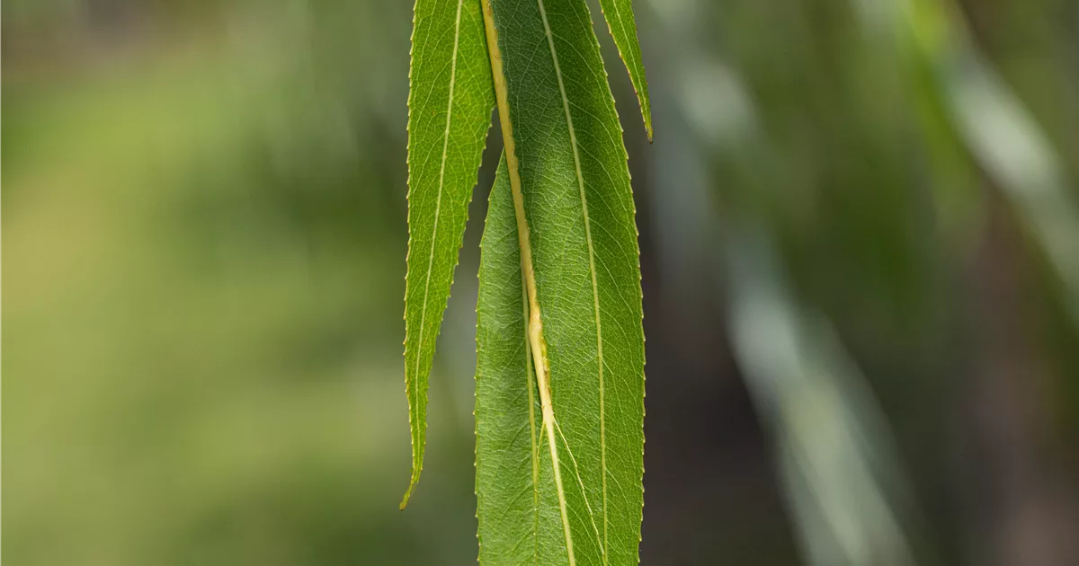 Salix alba - Collection, Silberweide