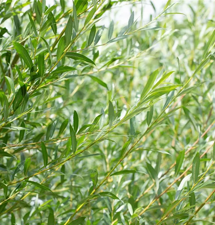 Salix daphnoides - Collection, Reifweide
