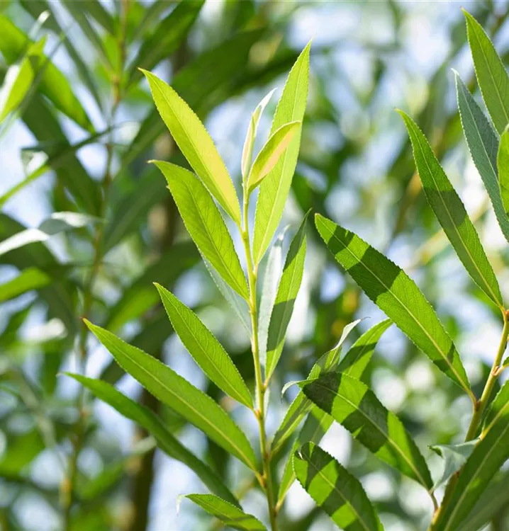 Salix fragilis - Collection, Knackweide