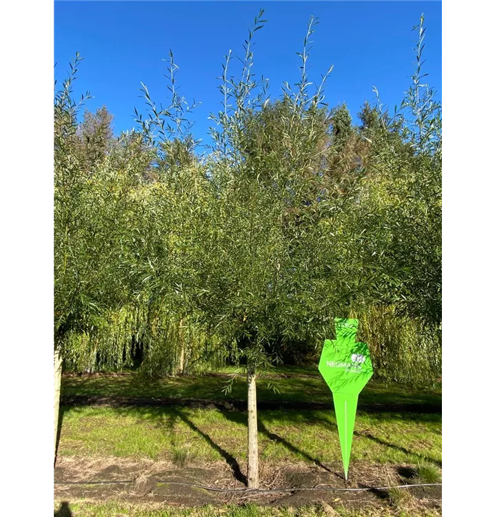 Salix alba - Collection, Silberweide