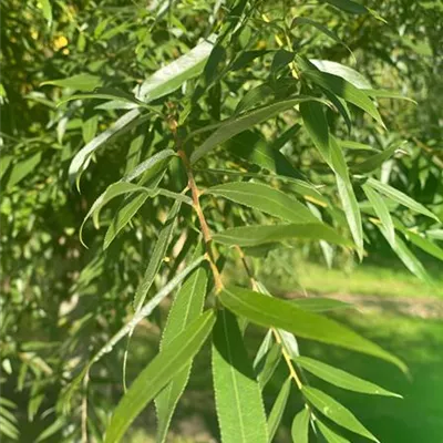 Salix alba - Collection, Silberweide