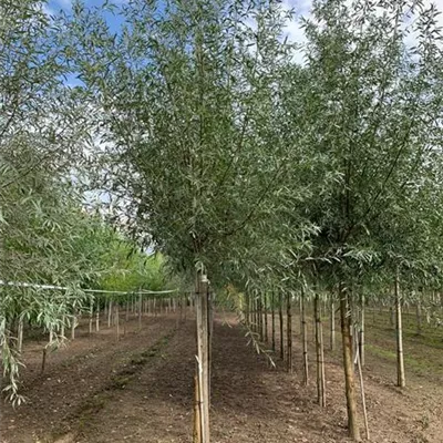 Salix alba - Collection, Silberweide