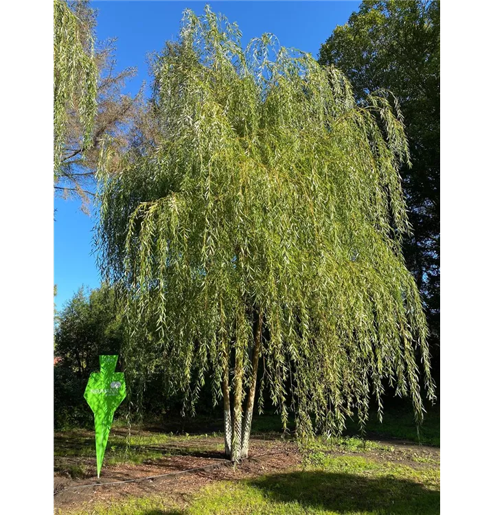 Salix alba 'Tristis' - Collection, Trauerweide