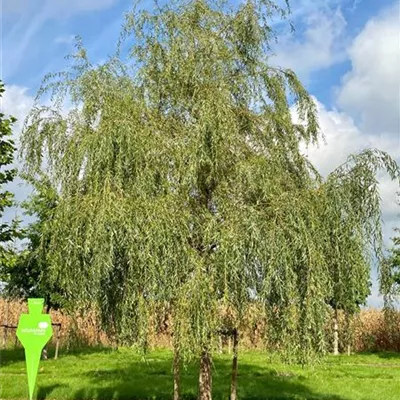 Salix alba 'Tristis' - Collection, Trauerweide