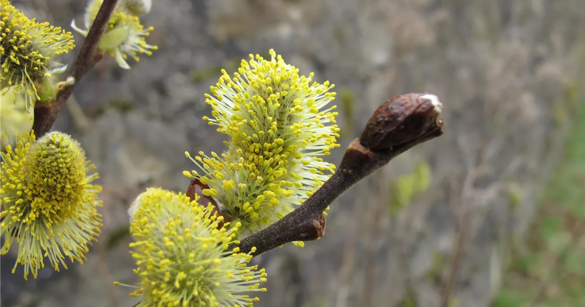 Salix aurita - Collection, Ohrweide