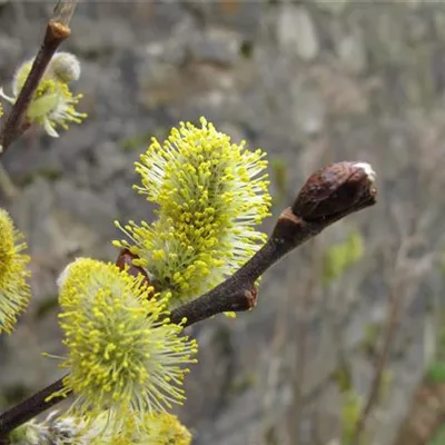 Salix aurita - Collection, Ohrweide