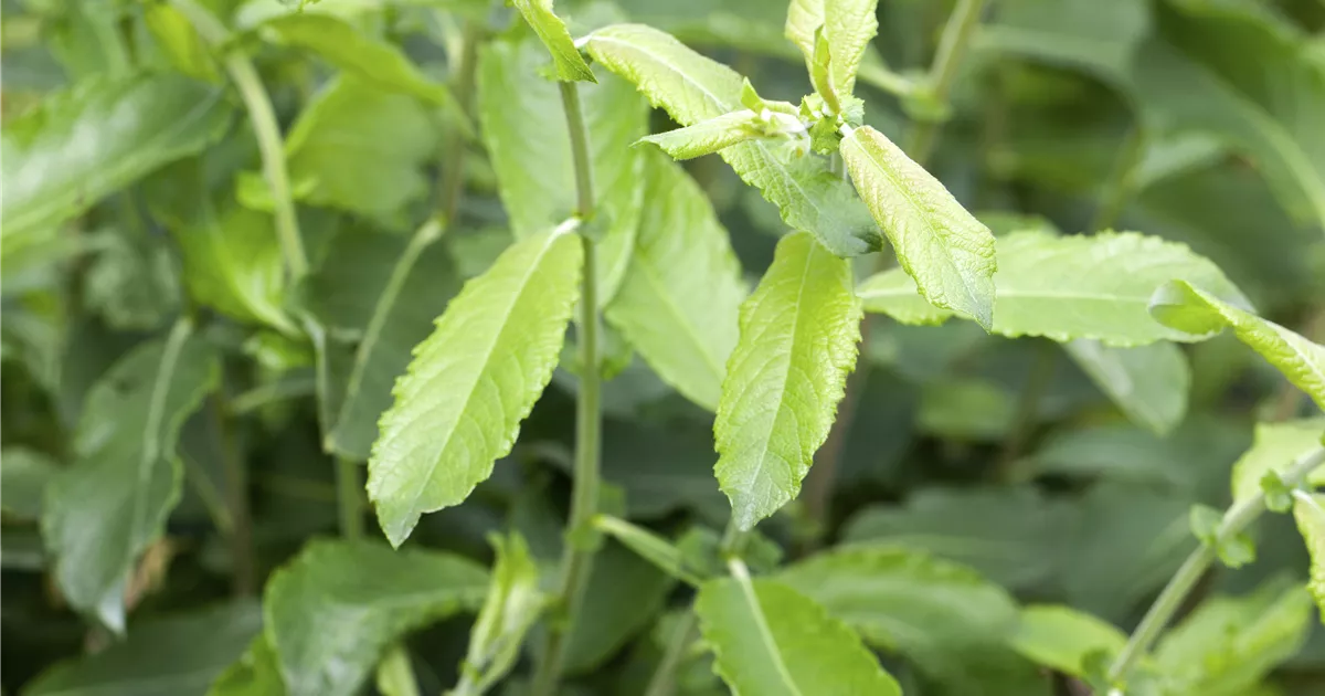 Salix cinerea - Collection, Aschweide