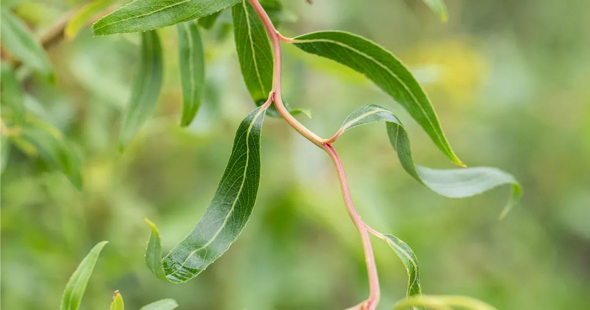 Salix 'Erythroflexuosa' - Collection, Lockenweide