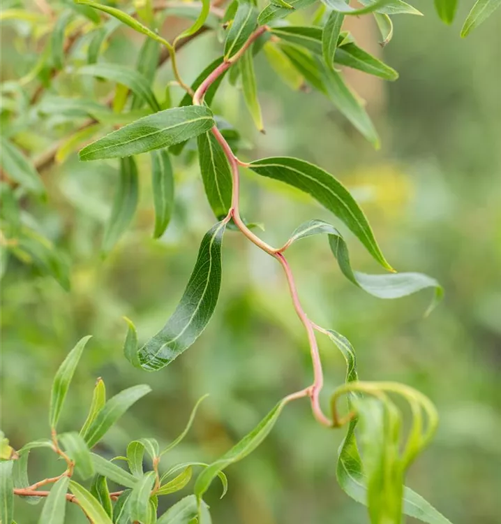 Salix 'Erythroflexuosa' - Collection, Lockenweide