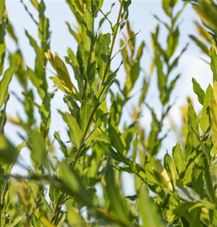 Salix purpurea 'Nana' - Collection, Kugelweide