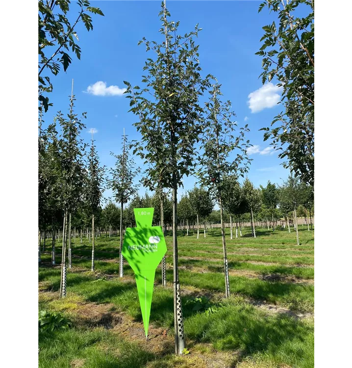 Sorbus intermedia - Collection, Schwedische Mehlbeere