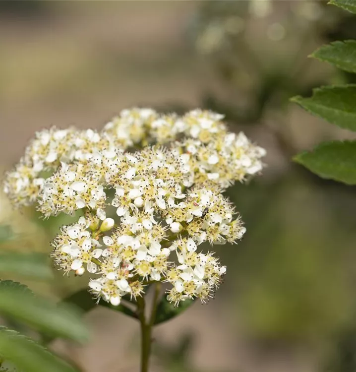 Sorbus 'Joseph Rock' - Collection, Eberesche 'Joseph Rock'