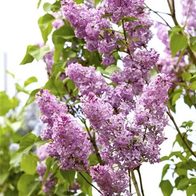 Syringa chinensis - Collection, Chinesischer Flieder