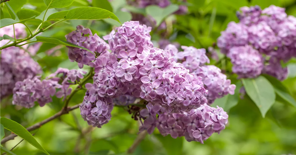 Syringa chinensis 'Saugeana' - Collection, Königsflieder
