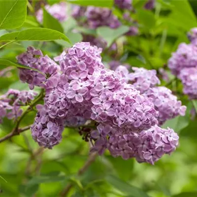 Syringa chinensis 'Saugeana' - Collection, Königsflieder