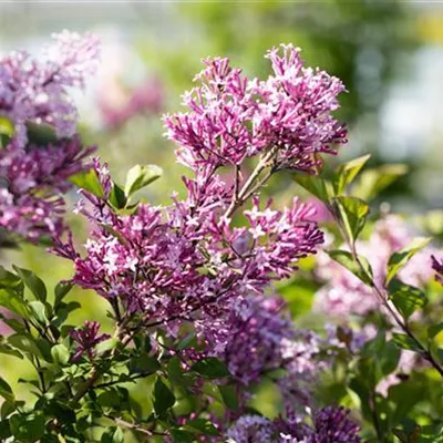 Syringa josikaea - Collection, Ungarischer Flieder