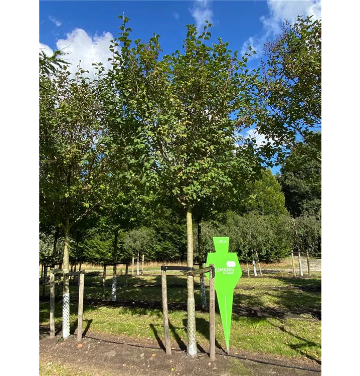 Syringa josikaea - Collection, Ungarischer Flieder