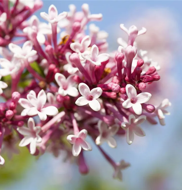 Syringa reflexa - Collection, Bogenflieder