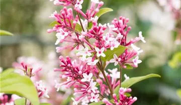 Syringa microphylla 'Superba' - Collection, Herbstflieder