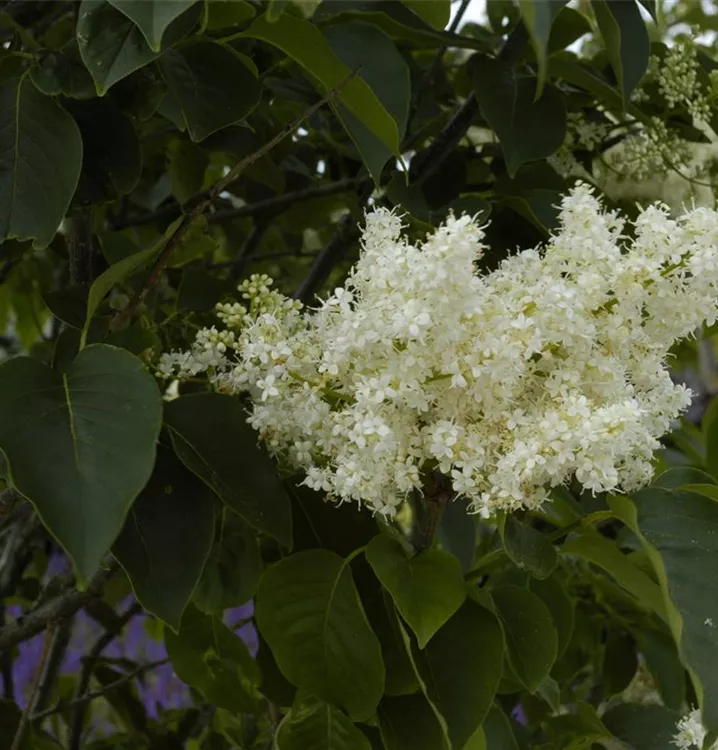 Syringa reticulata 'Ivory Silk' - Collection, Baumflieder 'Ivory Silk'