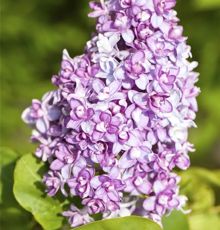 Syringa vulg. i.S. - Collection, Edelflieder in Sorten