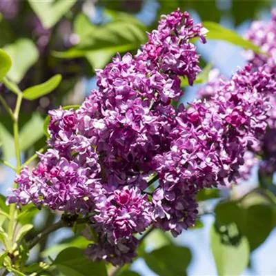 Syringa vulg.'Mrs.Edward Harding' - Collection, Edelflieder 'Mrs.Edward ...