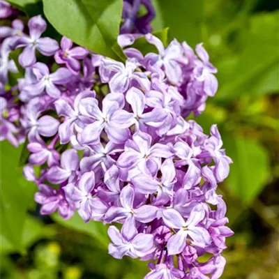 Syringa vulg.'Nadezhda' - Collection, Edelflieder 'Nadezhda'