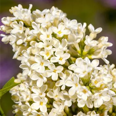 Syringa vulg.'Primrose' - Collection, Edelflieder 'Primrose'