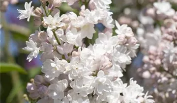 Syringa vulg.'Schöne von Moskau' -R- - Collection, Edelflieder 'Schöne ...