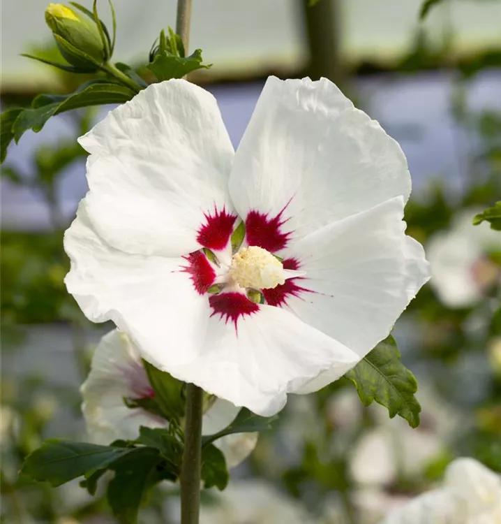 Hibiscus Syriacus Red Heart Garteneibisch Red Heart