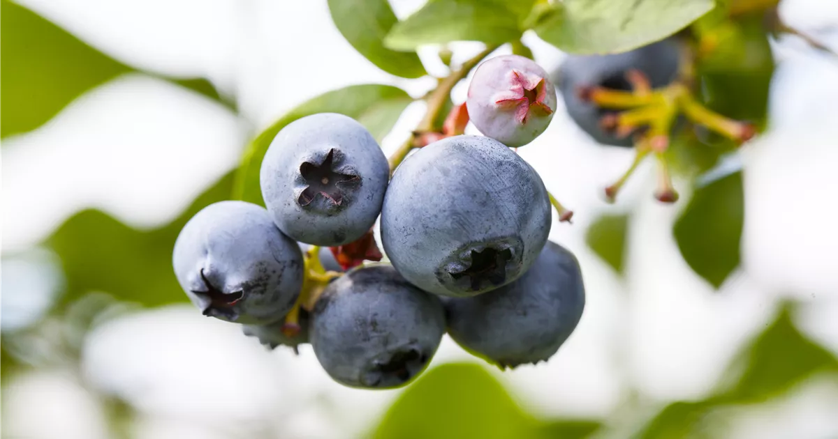 Vaccinium corymb.'Putte' CAC - Collection, Heidelbeere 'Putte'