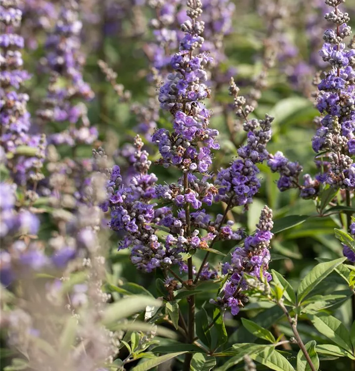 Vitex agnus-castus - Collection, Mönchspfeffer