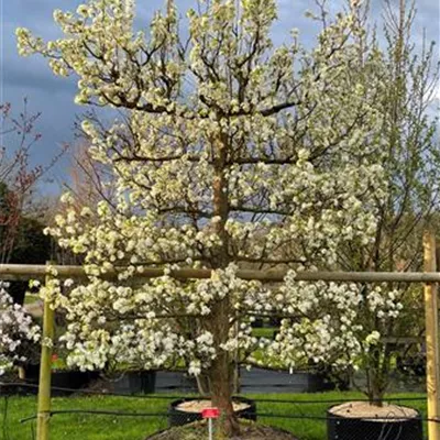 Pyrus calleryana 'Chanticleer' - Collection, Stadtbirne 'Chanticleer'