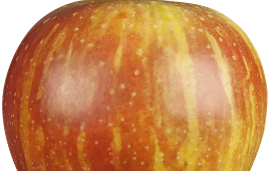 Malus (Apfel) 'Berlepsch', Apfel 'Berlepsch' - Bauer Baumschulen AG