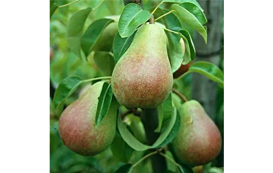Pyrus com.'Hermann' CAC - Collection, Birne 'Hermann' - Bauer ...