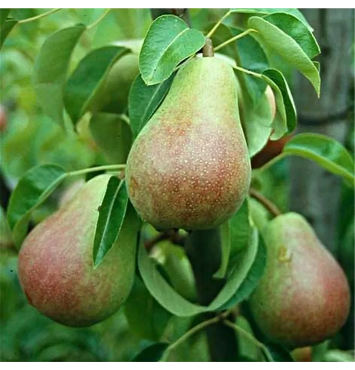 Pyrus (Birne) 'Harrow Delight', Birne 'Harrow Delight'