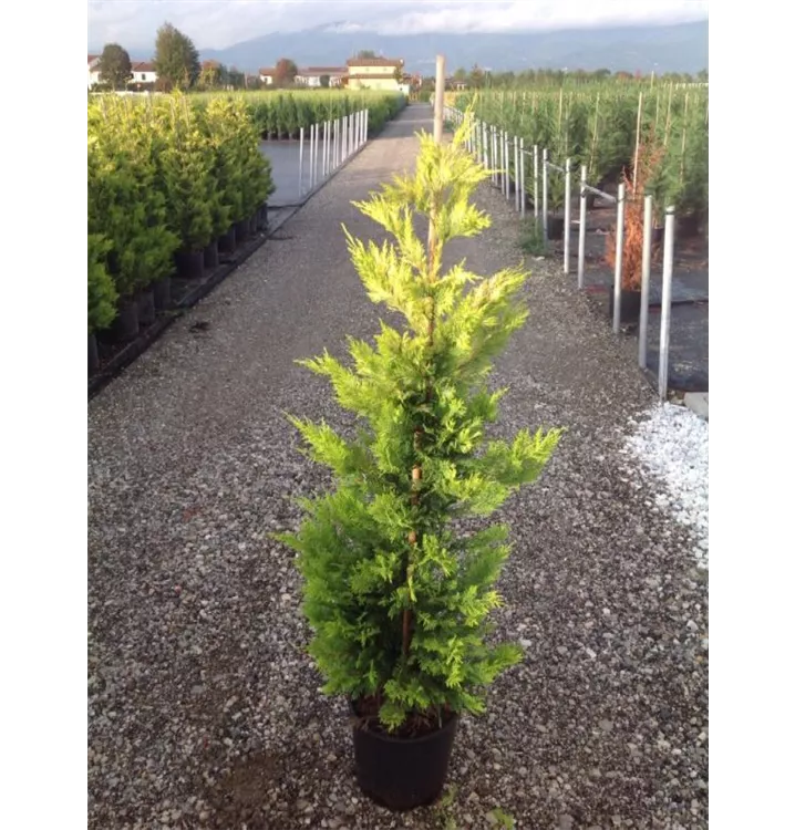 Cupressocyparis leylandii 'Gold Rider' Heckenpflanze, Leyland-Zypresse ...