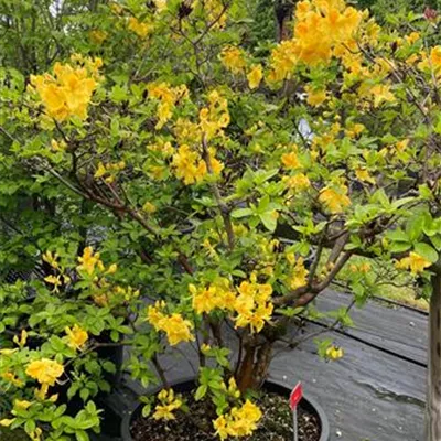 Rhododendron luteum 'Chetco' - Collection, Sommergrüne Azalee 'Chetco'
