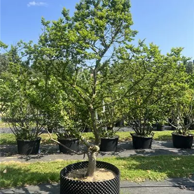 Ulmus minor 'Jacqueline Hillier' - Collection, Feldulme