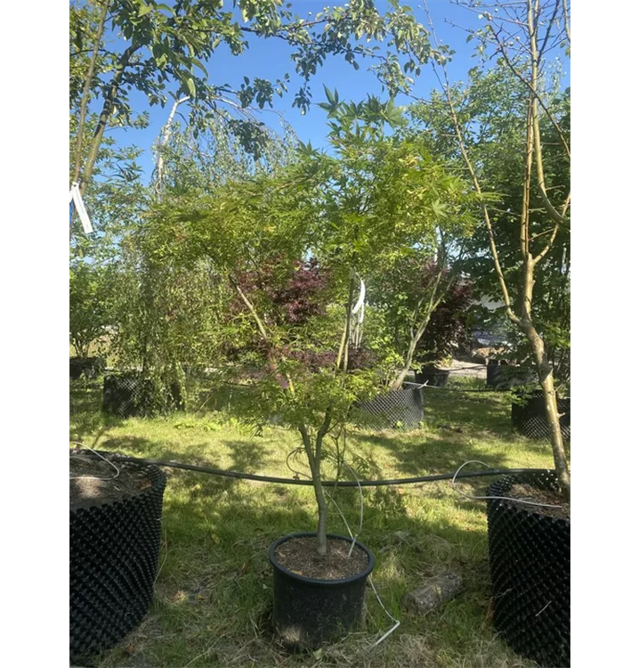 Acer palmatum 'Linearilobum' - Collection