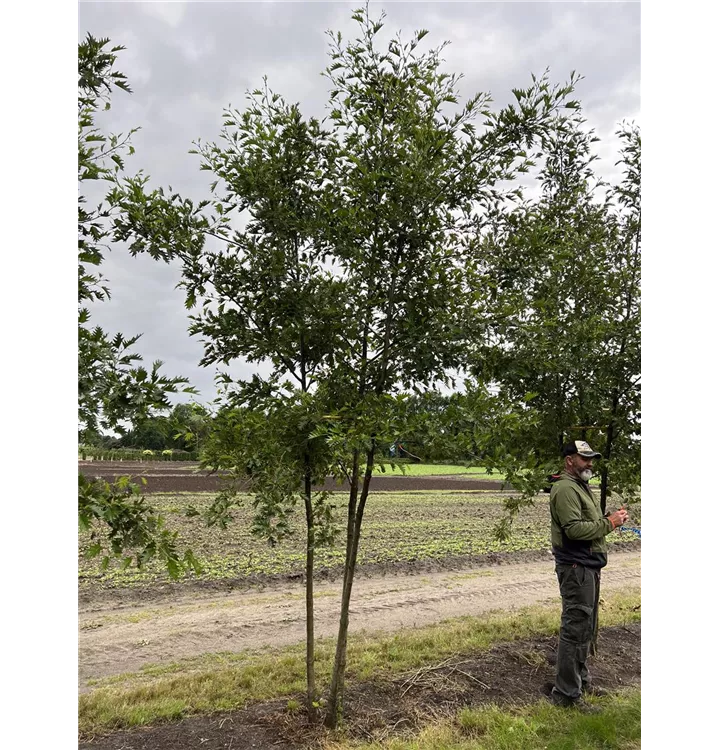 Alnus glutinosa 'Laciniata' - Collection, Kaisererle 'Laciniata'